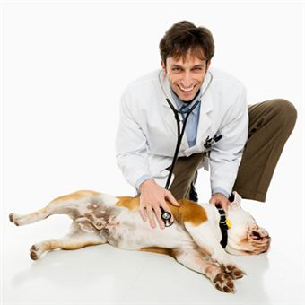 English Bulldog Veterinarians: How to Choose the Right One for Your Buddy